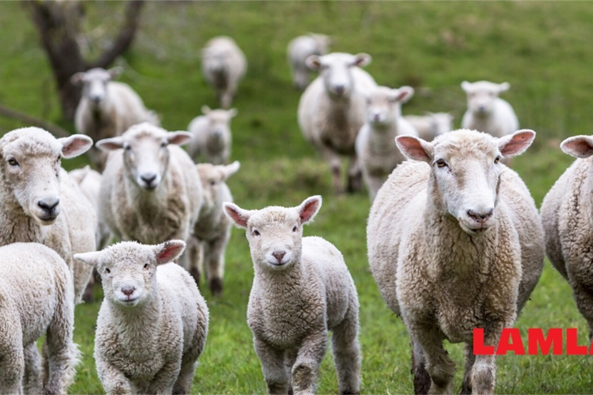 Sheep producers remain upbeat about future prospects | Updates