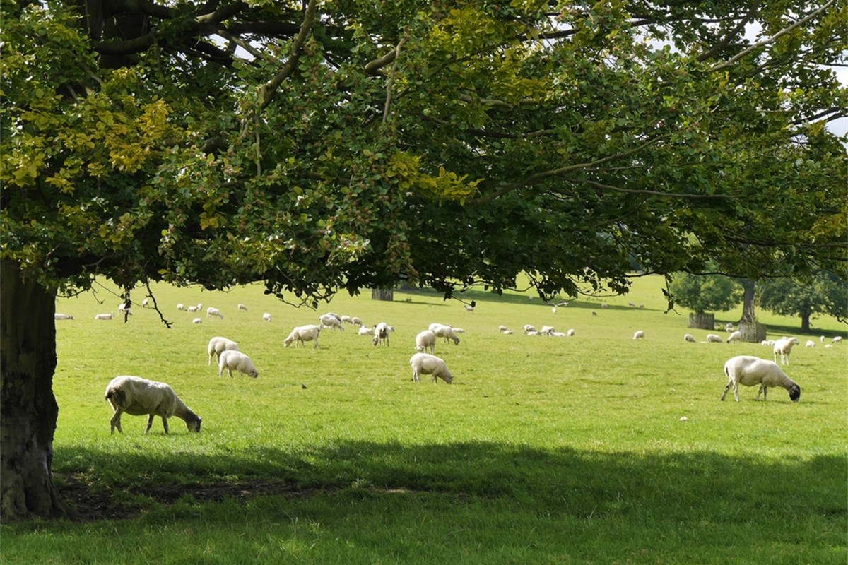 Sheep farming: how planting trees can help your business blossom Sheep farming: how planting trees can help your business blossom