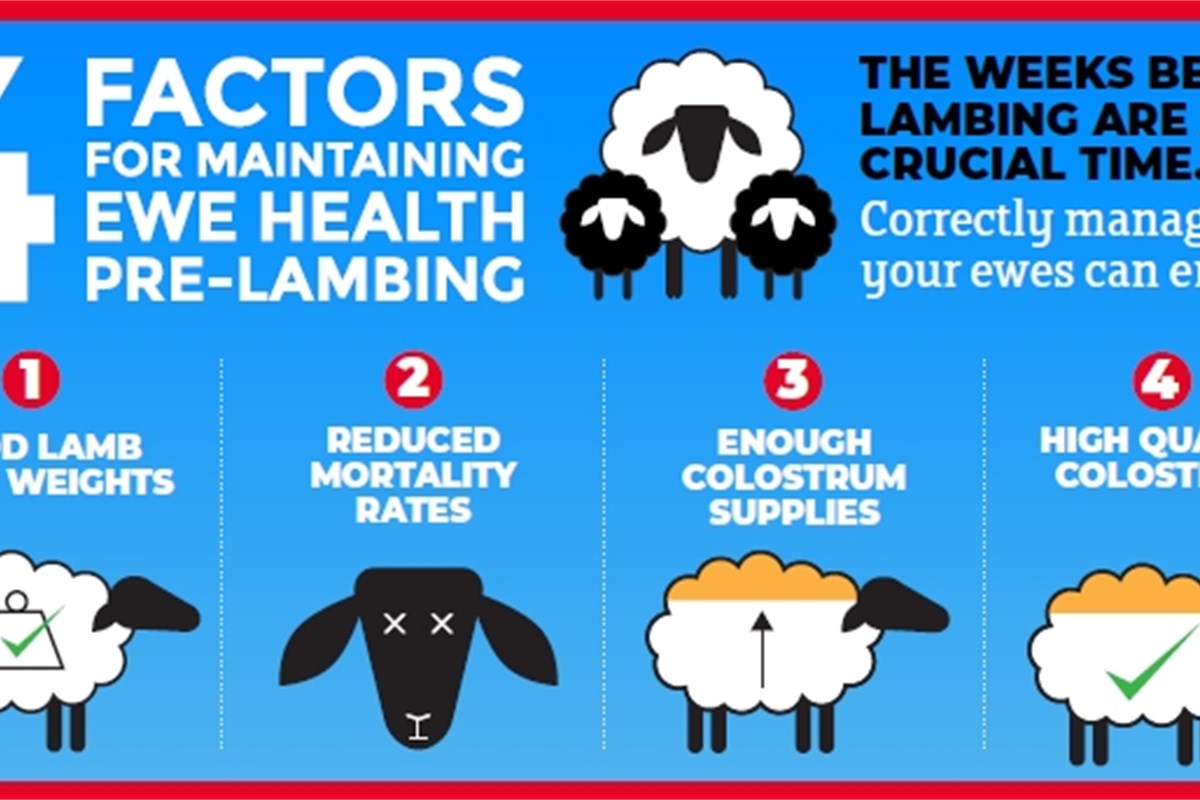 Maintaining Ewe Health Pre-lambing | Updates