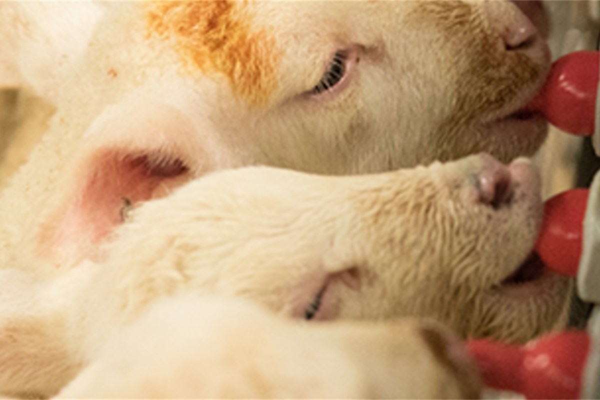 Capitalise on early life lamb growth potential | Lambing Advice