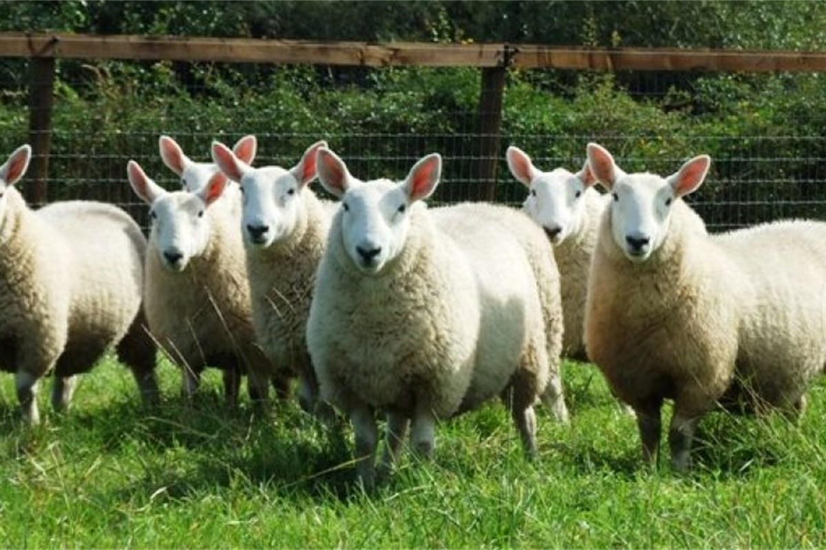 Investing in new rams | Lambing Advice