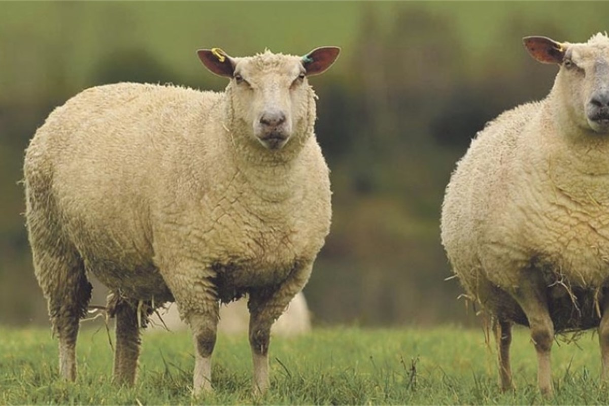 5 top post tupping tips | Lambing Advice
