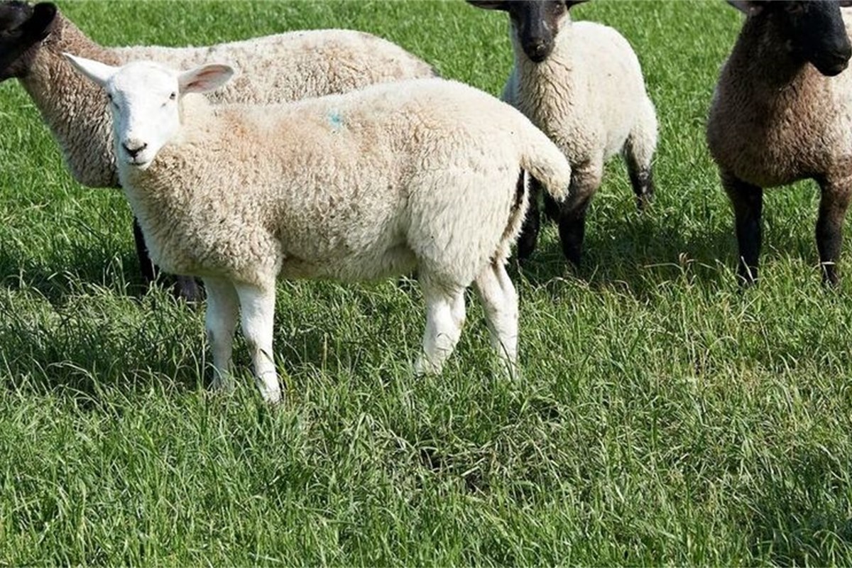 Reducing stress at weaning time | Lambing Advice
