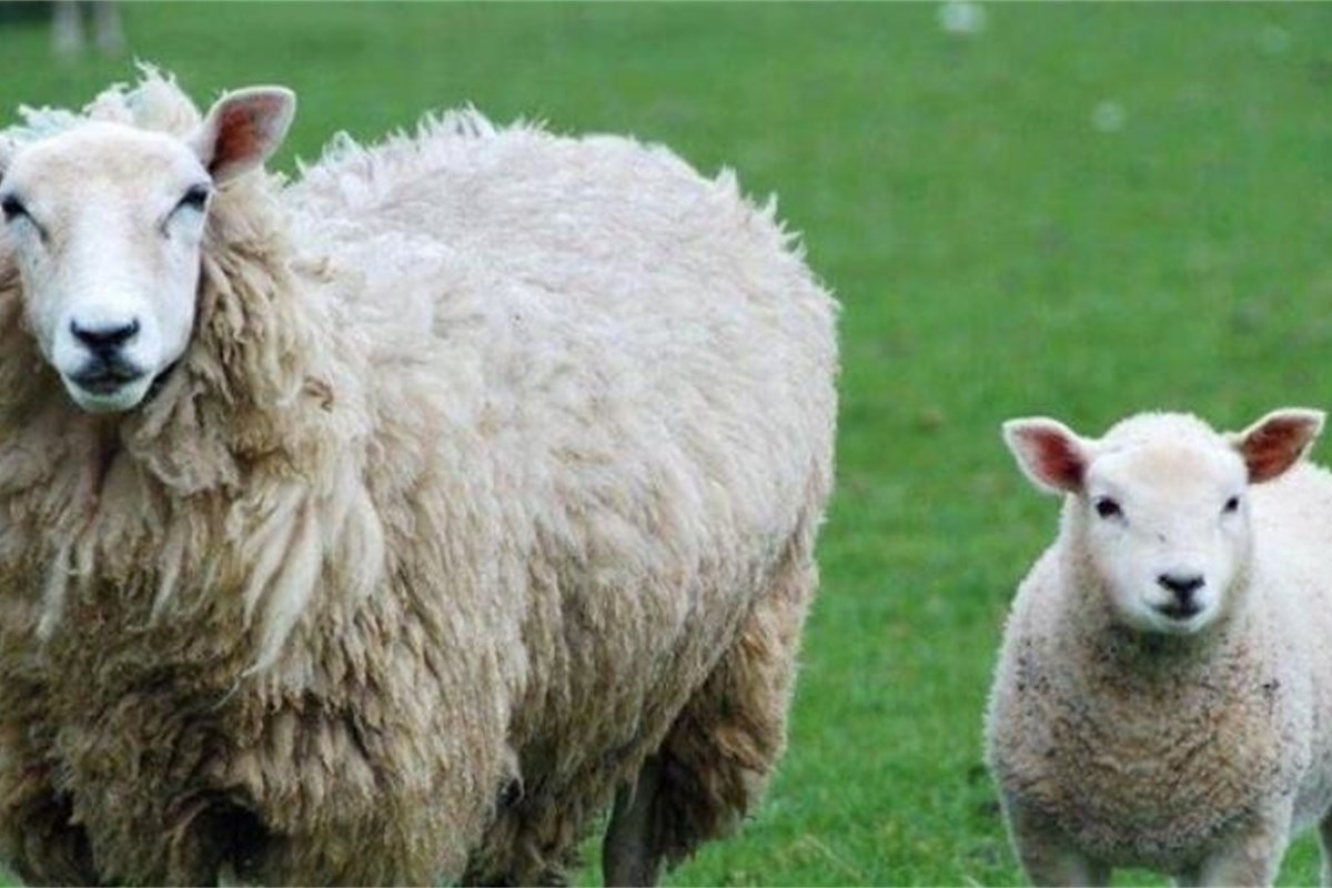 Are your ewes getting enough energy? | Lambing Advice