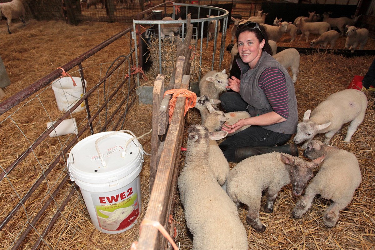 Surplus lambs chewing feeder teats? | Lambing Advice