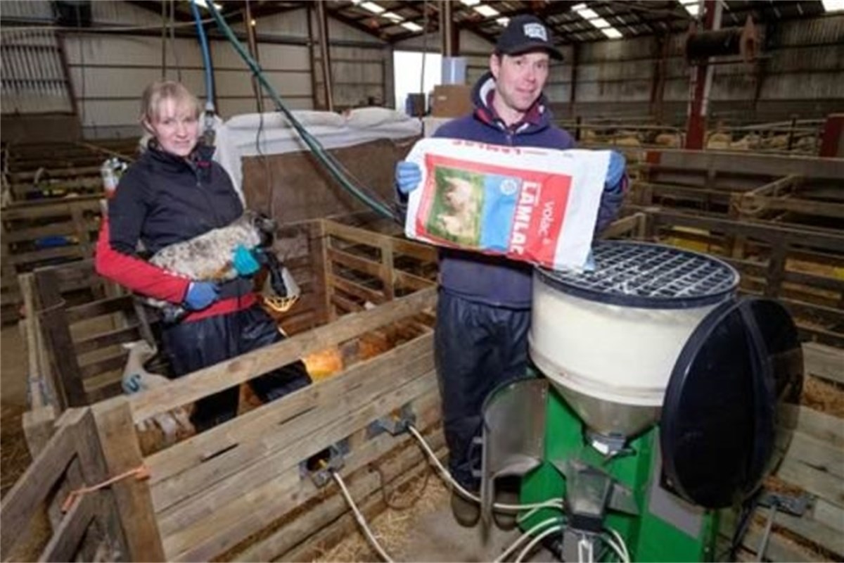 Ten steps to trouble-free Lamlac feeding | Lambing Advice