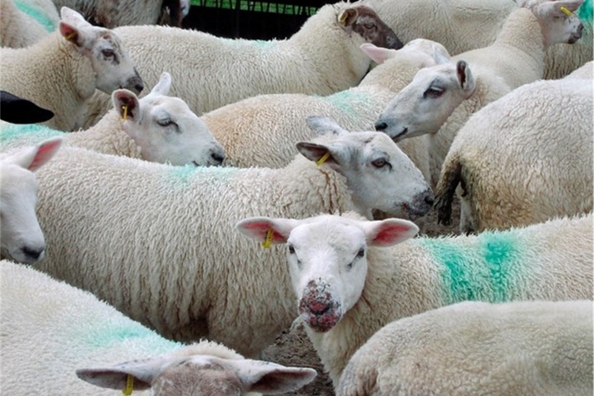Better orf control | Lambing Advice