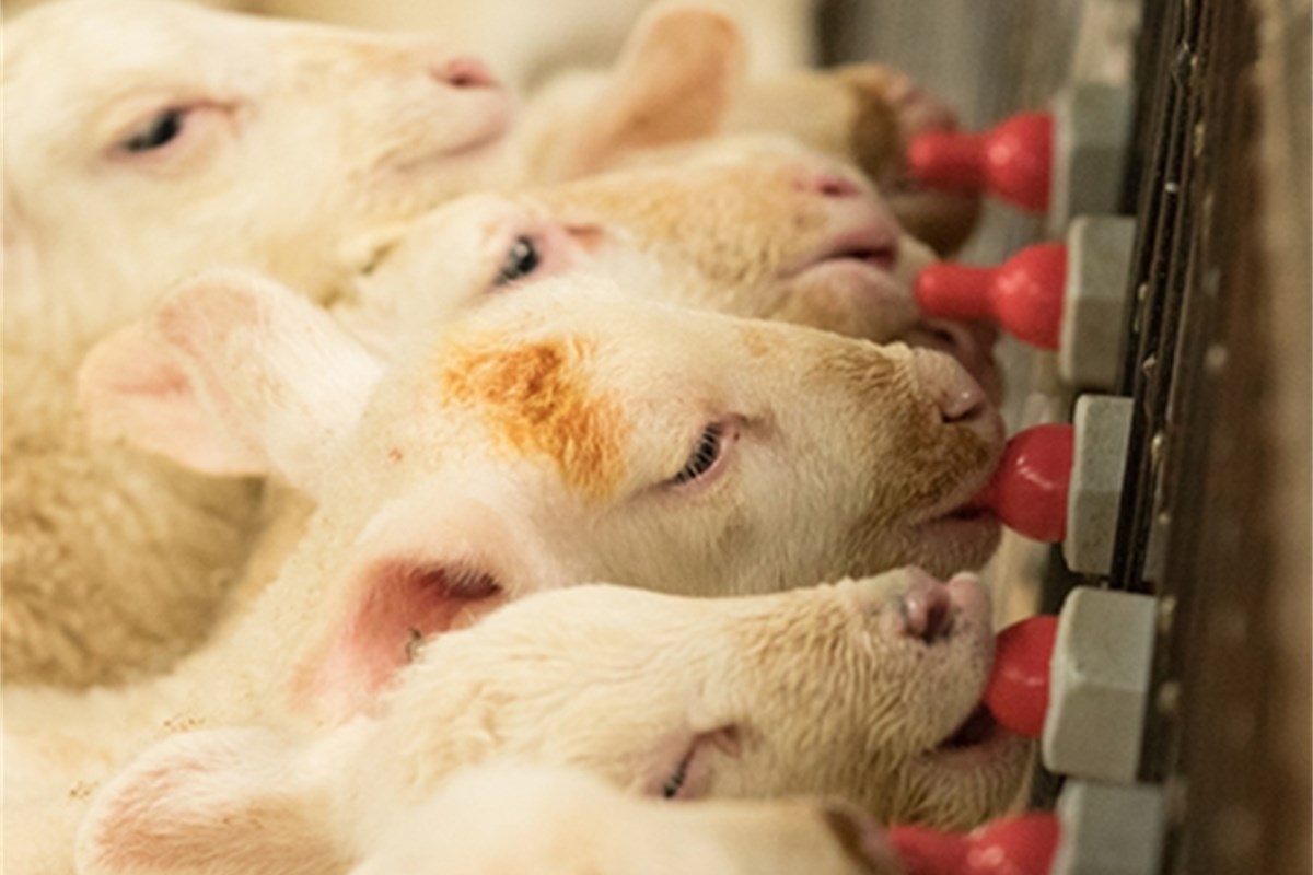Visit Our Display Of Lamb Feeding Equipment visit-our-display-of-lamb-feeding-equipment