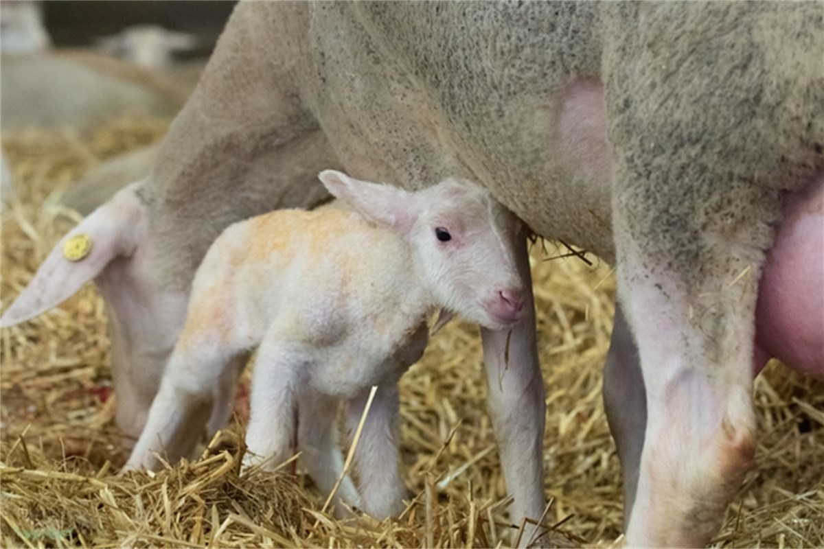 Learning from unnecessary lamb losses | Lambing Advice