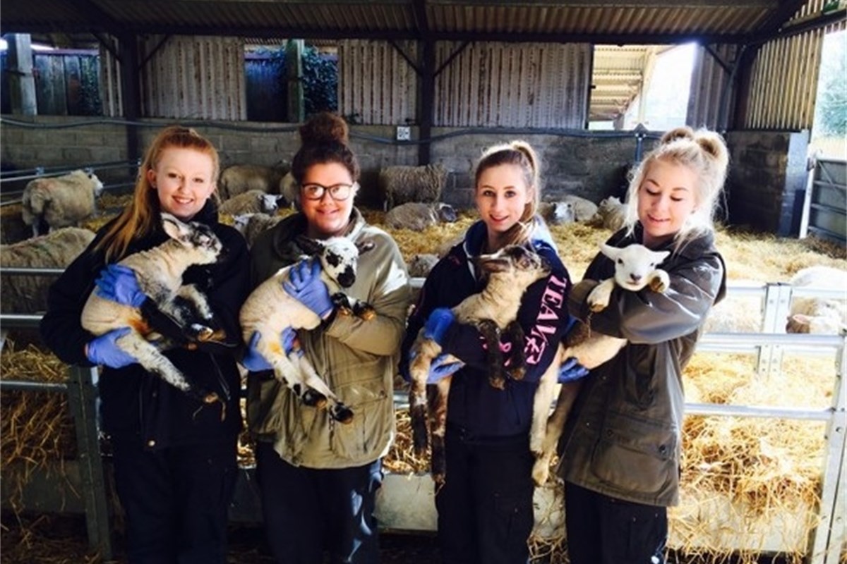Finding the right lambing staff | Lambing Advice