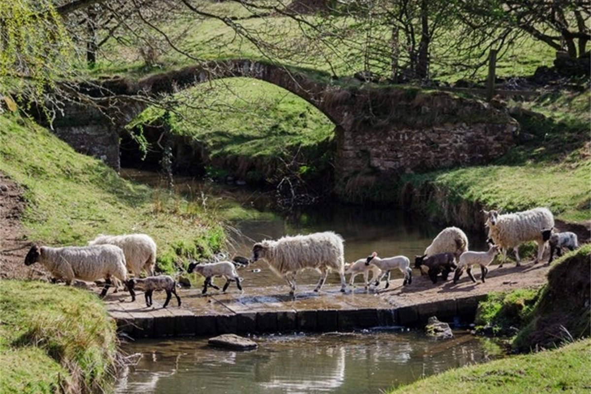 Announcing the winner of the Lambing Photo Competition | Updates