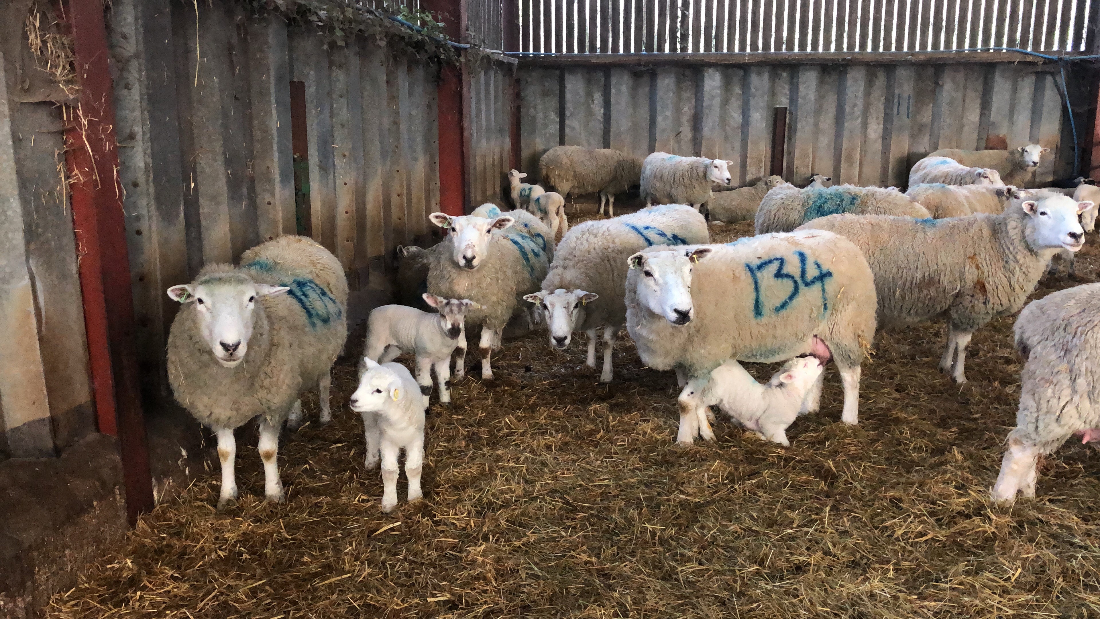 newborn lamb problems