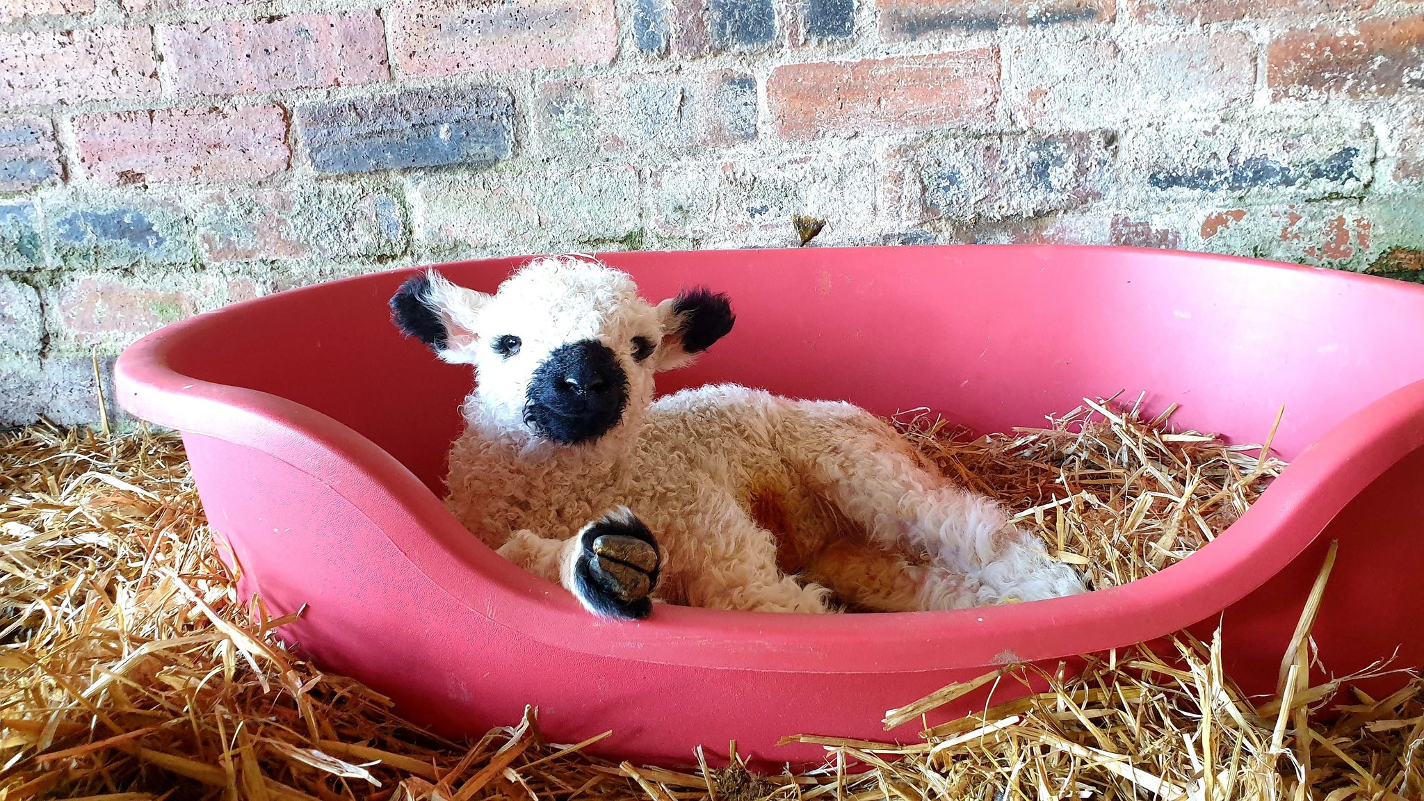 10 things they don’t tell you about lambing season | Lambing Advice