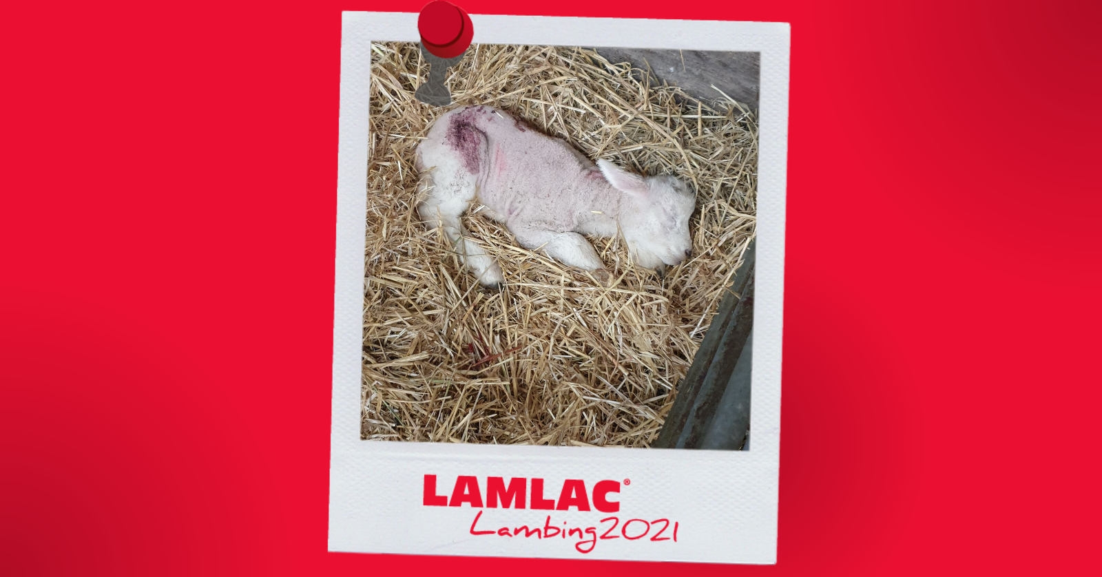 Lambing 21: The roundup | Updates