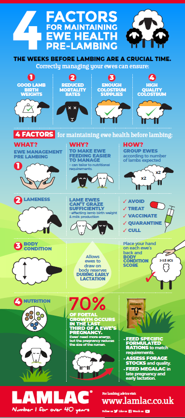 Maintaining Ewe Health Pre-lambing | Updates