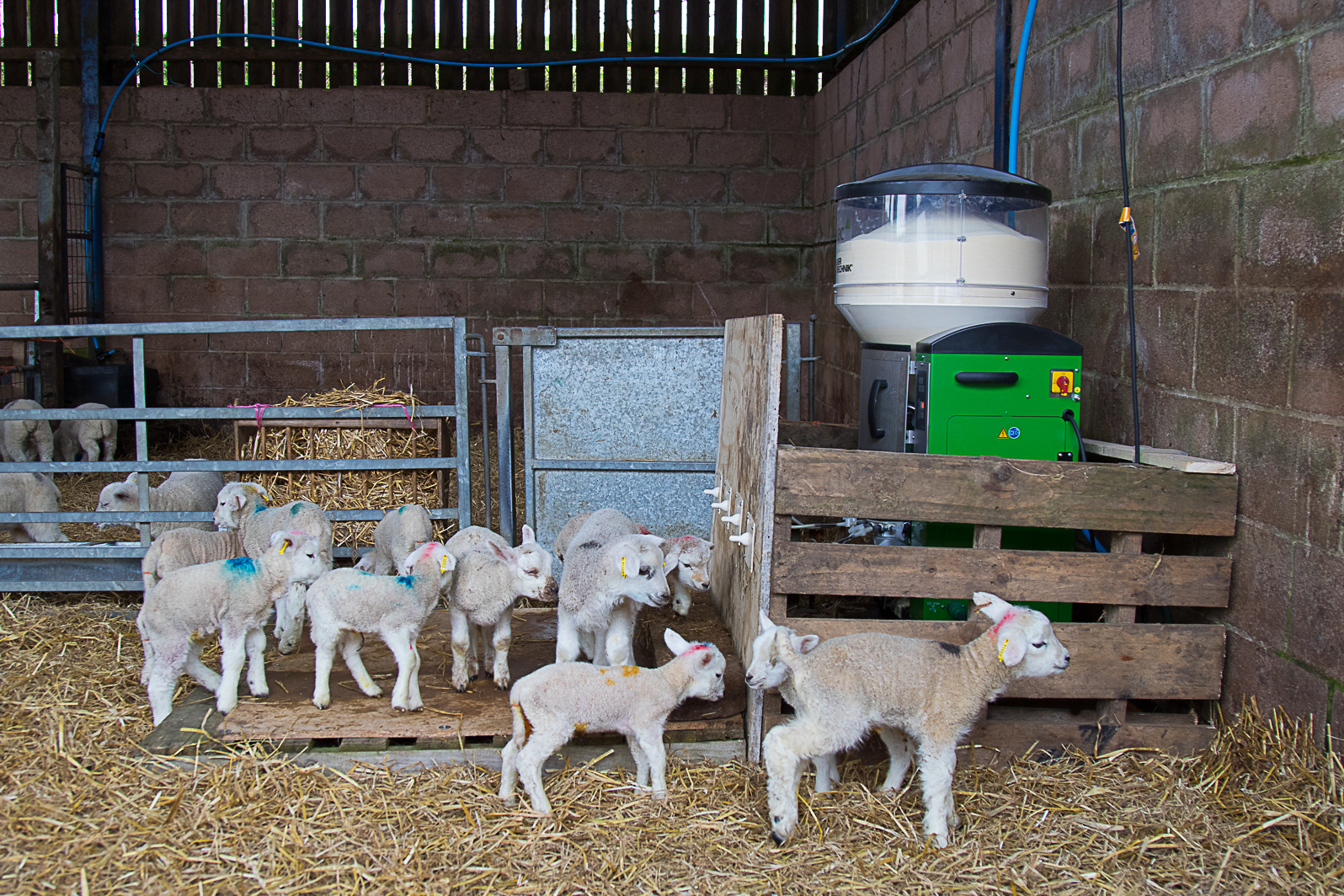 How much milk replacer does one lamb need? | Lambing Advice