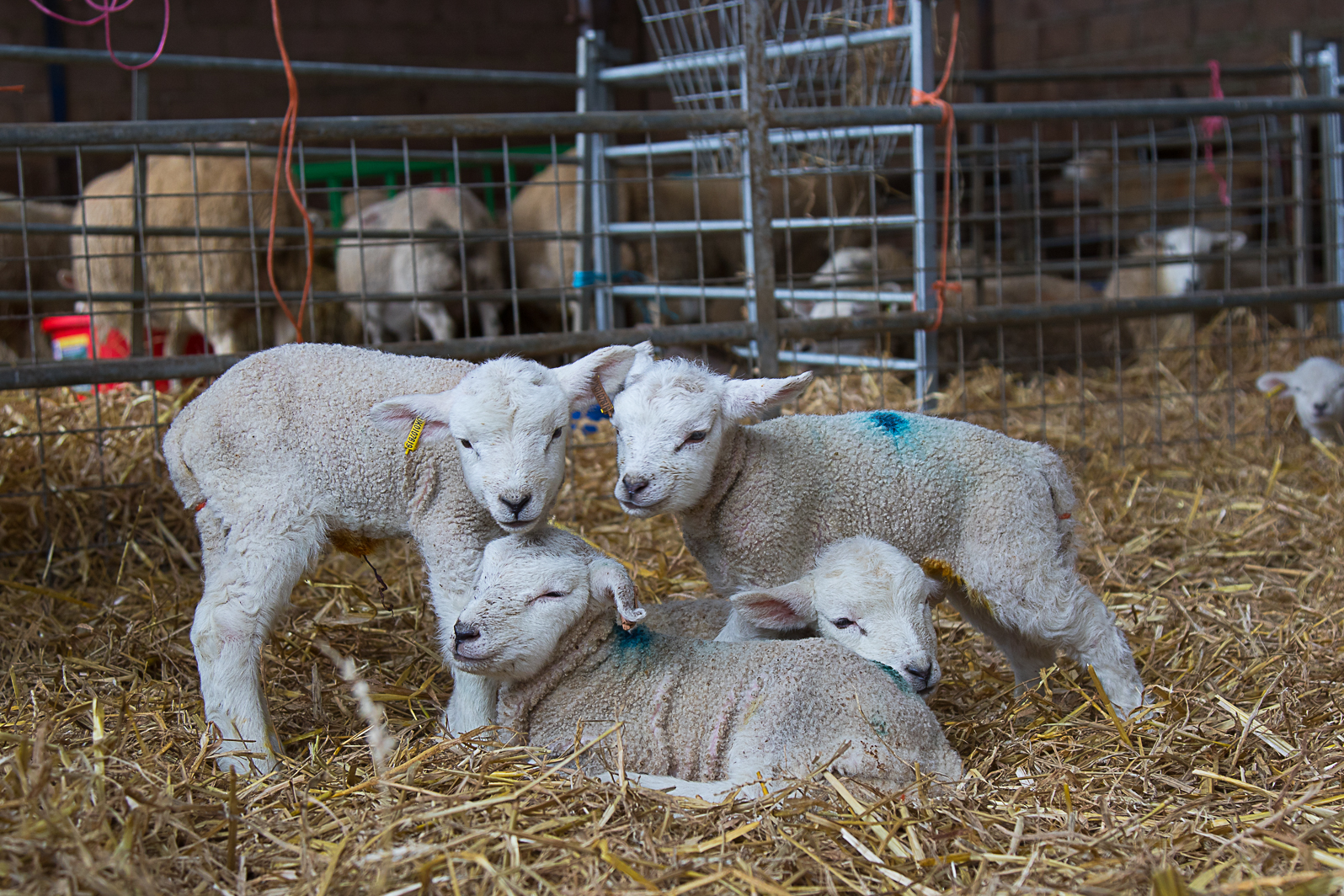 7 steps to get the best from your flock | Lambing Advice
