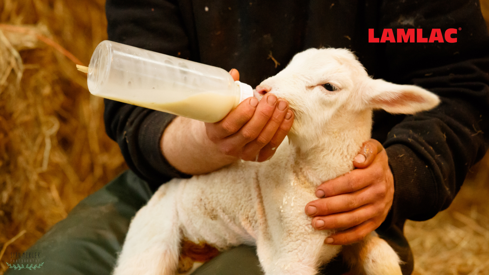 10 things they don’t tell you about lambing season | Lambing Advice