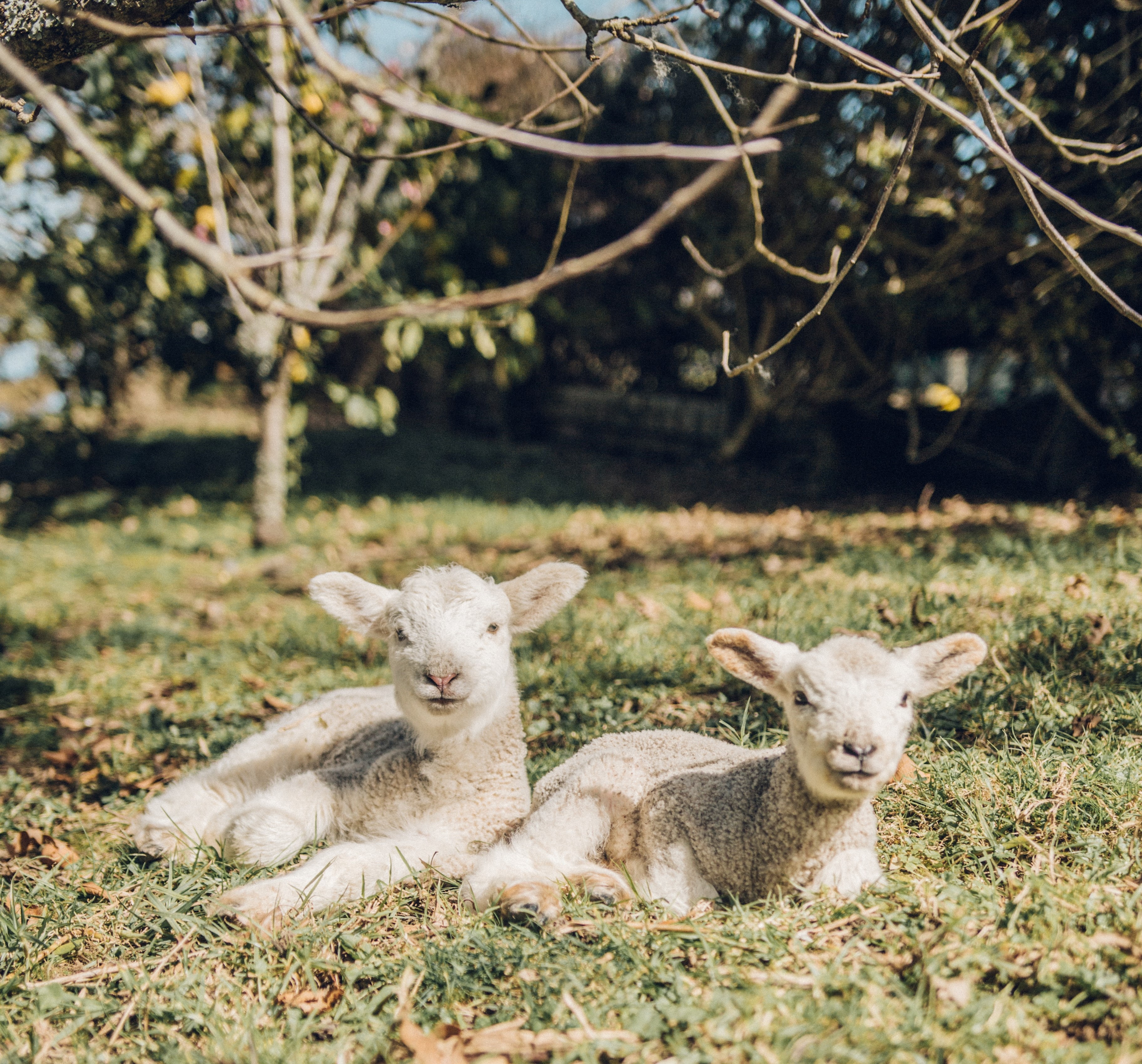 The Heat is On: Managing sheep in a heatwave | Updates