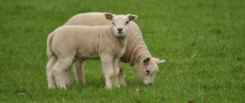 Weaning lambs